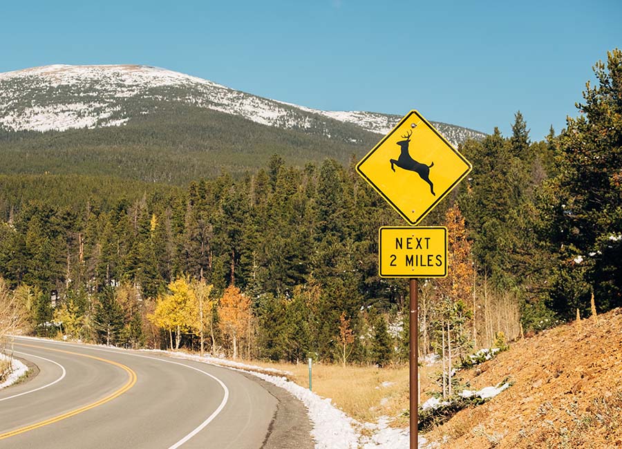 How to Avoid Deer - Boundless Rider